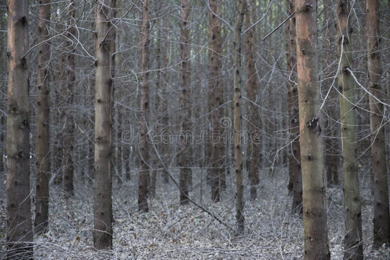 Tree background stock image. Image of trunk, environment - 80635799