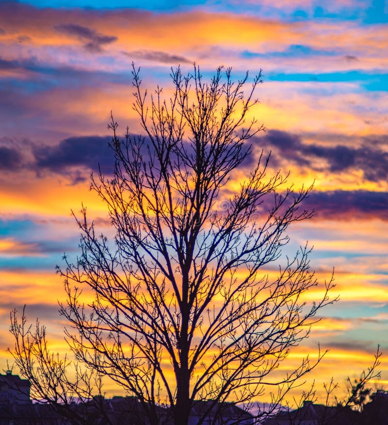 Tree on a Background of Sunset Clouds Stock Photo - Image of evening ...