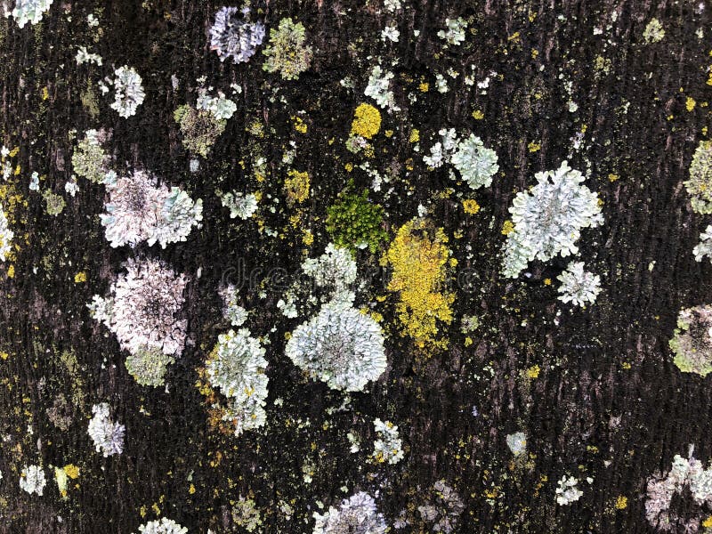 Tree Background Texture Moss Stock Photo - Image of tree, fungus: 258896044