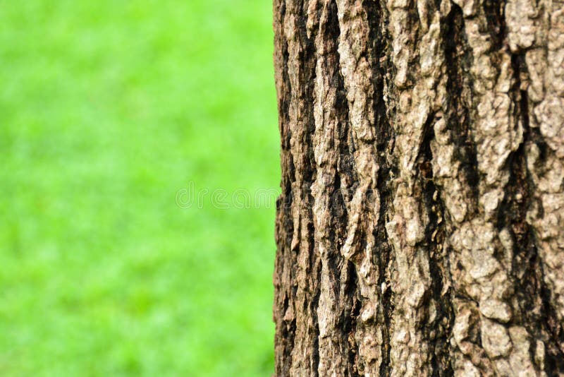 Tree Background and Texture. Stock Photo - Image of grain, plant: 165982516