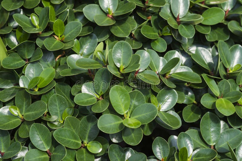 Tree background stock photo. Image of direct, sunlight - 78310842