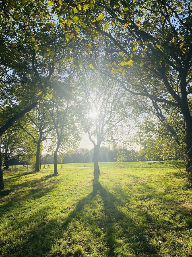 Tree stock image. Image of backlight, park, shadow, green - 258947019