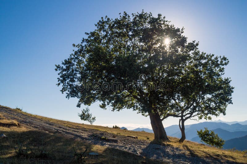 Tree in backlight stock image. Image of road, grass, backlight - 32830975