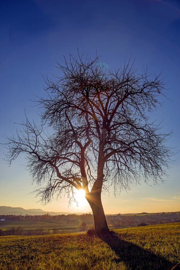 Tree in backlight stock image. Image of shape, landscape - 62963923