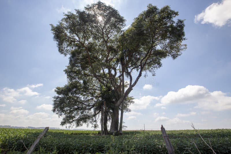 Tree in the Backlight of the Soybean Field Stock Image - Image of ...