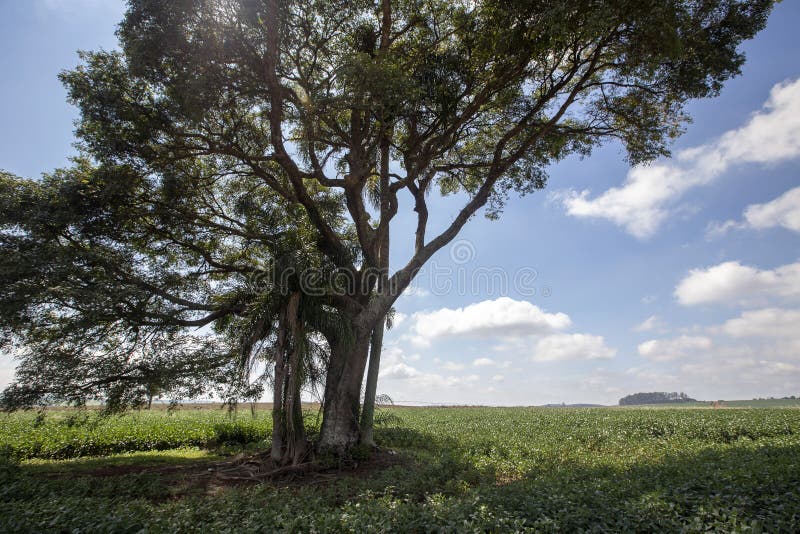 Tree in the Backlight of the Soybean Field Stock Photo - Image of ...