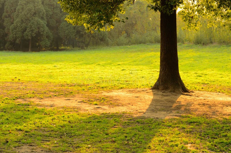 Setting Sun Casting Shadows Through A Spinney Of Trees Stock Image ...