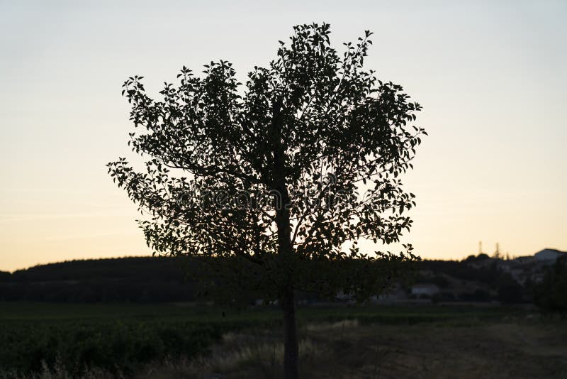 Tree in Backlight of the Sunset Stock Photo - Image of black, tree ...