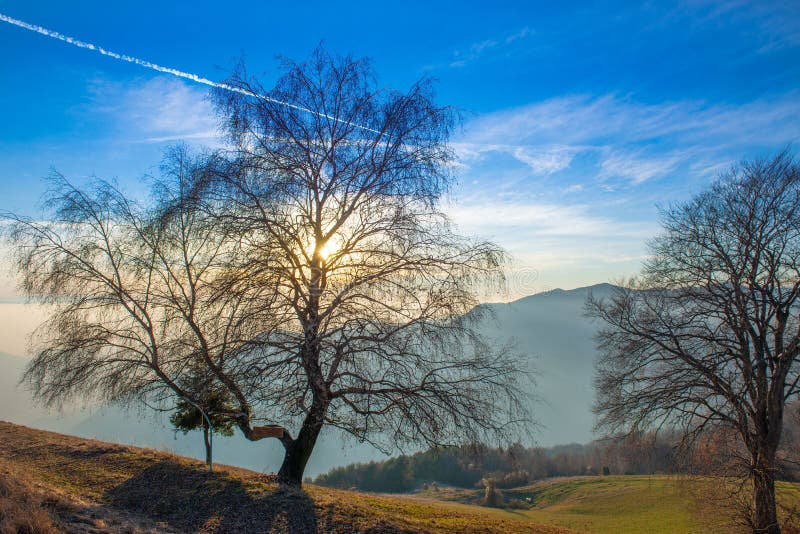 Tree in backlight stock image. Image of thoughts, pasture - 239850985