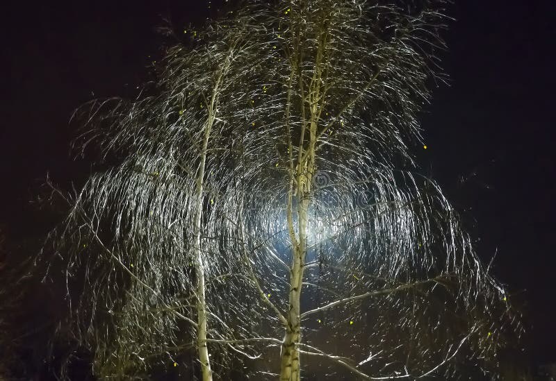 The Tree is Backlit with Backlight in the Dark. Stock Image - Image of ...