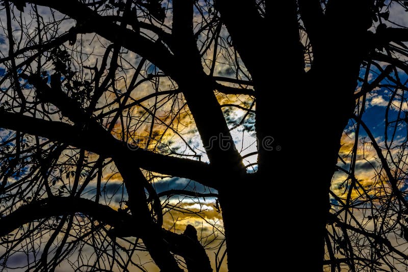 Tree Backlit by Sun stock photo. Image of outdoor, backlit - 250846676