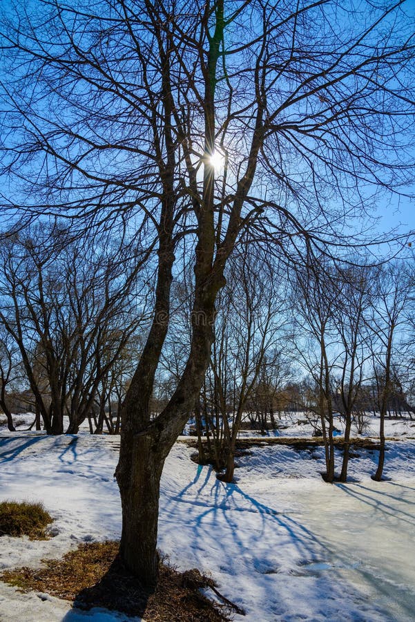 Tree, backlit stock image. Image of land, snow, beauty - 30518533