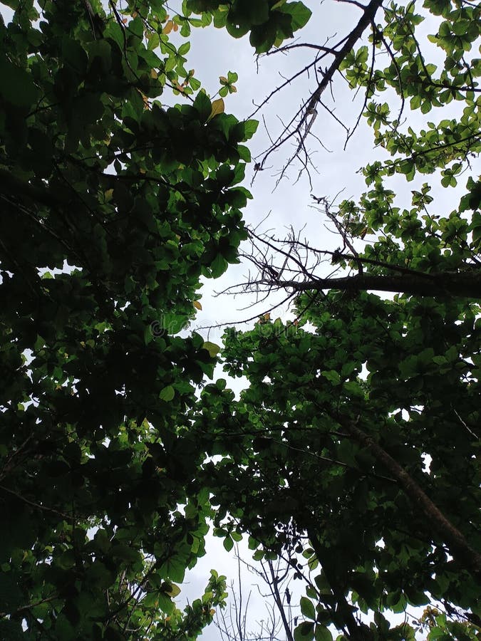 Fresh Colour Green of Tree in Backyard Stock Image - Image of food ...