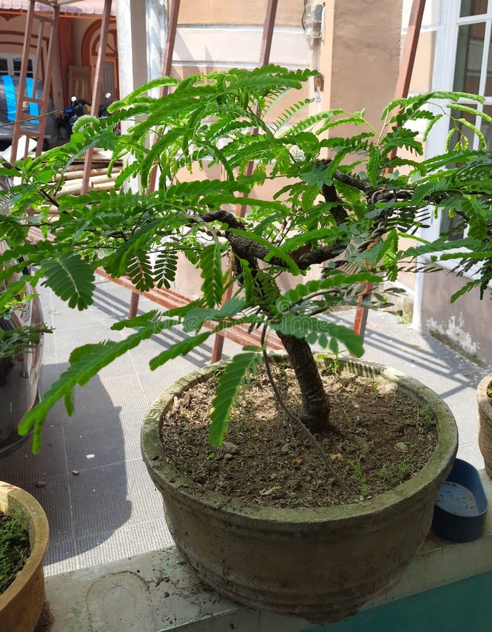 Tree backyard garden stock image. Image of plant, fruit - 228604807