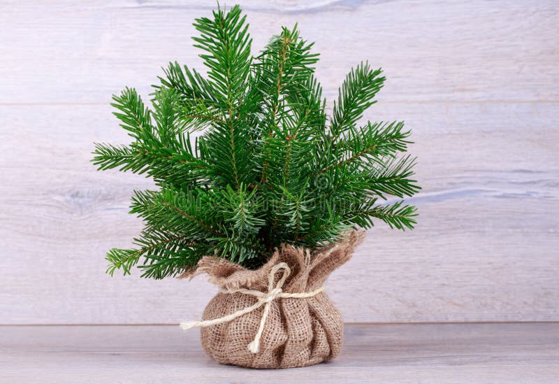 Tree in bag stock photo. Image of wood, decorative, happy - 36227696