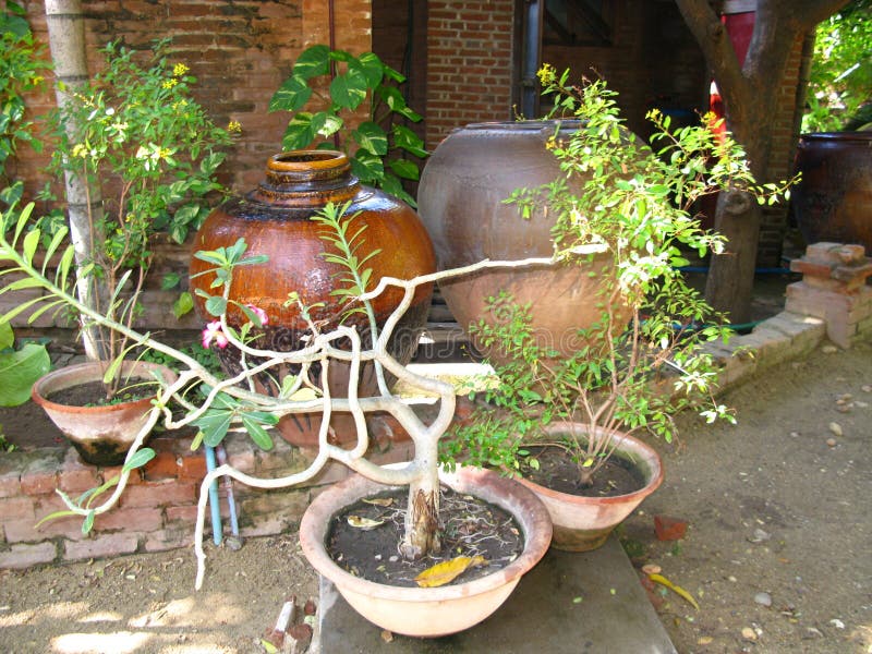 The tree in Bagan, Myanmar stock photo. Image of city - 290095236