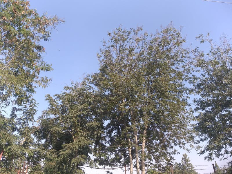 Tree bal stock photo. Image of birth, love, tree, date - 172729310