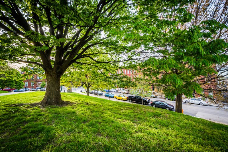 Tree and Baltimore Street, at Patterson Park, in Baltimore, Mary Stock ...