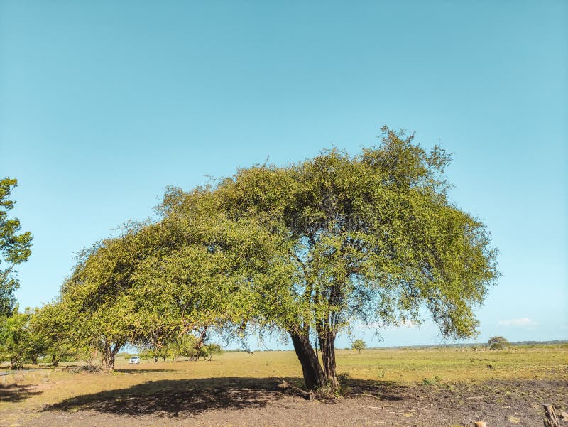 Tree at Baluran National Park Stock Photo - Image of national, tree ...