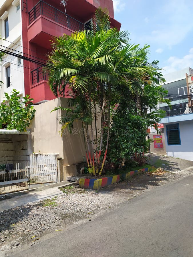Tree Bamboo in Street Seteran Stock Image - Image of outdoor, bamboo ...