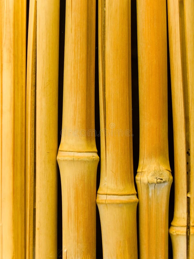 Tree a bamboo trunks stock image. Image of plant, tropical - 7732961