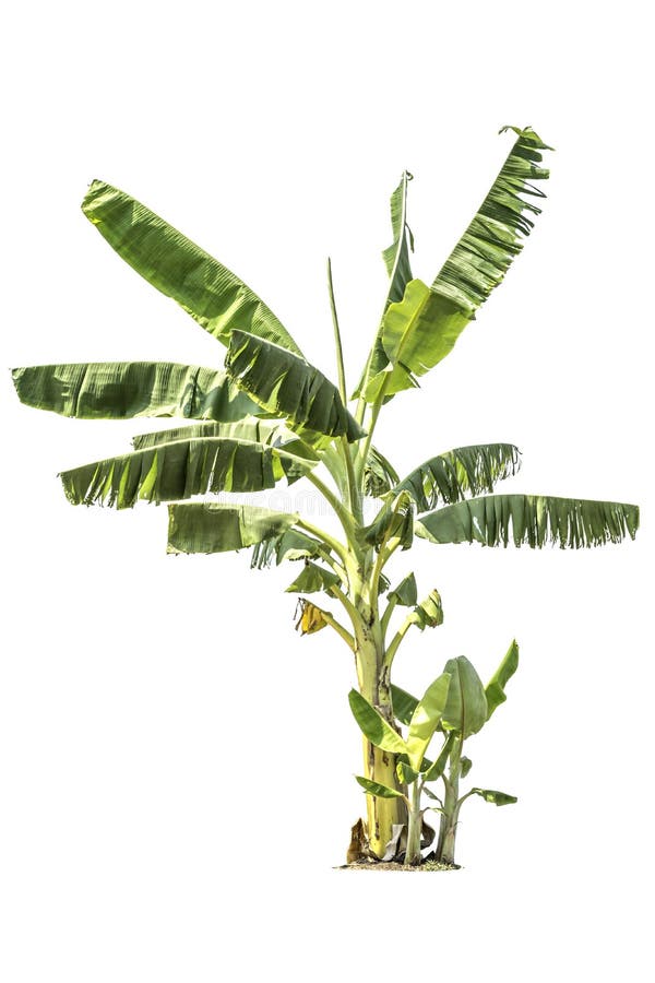 Banana Tree Isolated on White Background Stock Photo - Image of banana ...