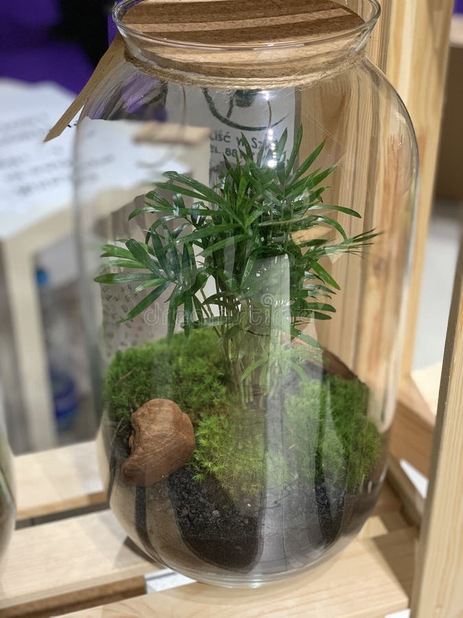 Tree in the bank stock photo. Image of environment, plant - 168891356