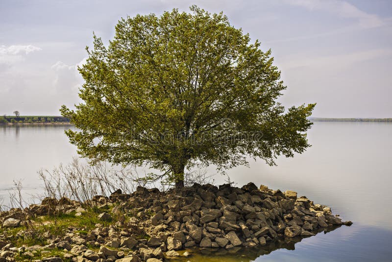 Tree on the Bank of a River Stock Photo - Image of scenic, sand: 71716188