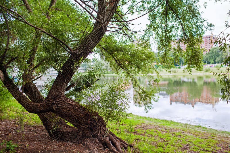 Tree on bank of river stock image. Image of spring, nature - 32501397