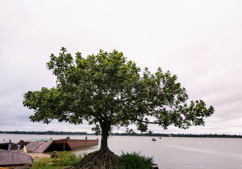 A Tree on the Bank of River. Stock Photo - Image of twig, river: 201206020