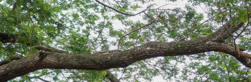 Tree Banner with Large Branches Extending Out Stock Photo - Image of ...