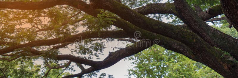 Tree Banner with Large Branches Extending Out Stock Image - Image of ...