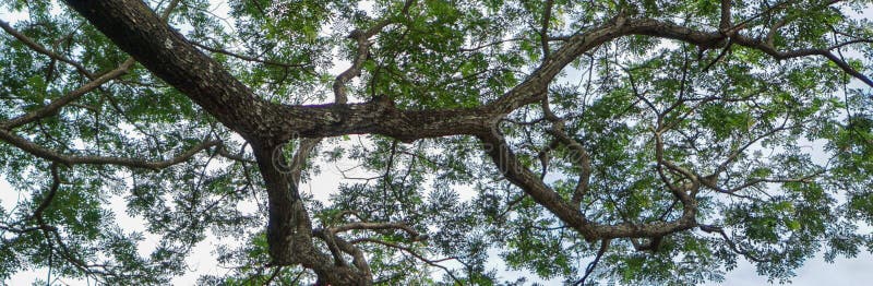 Tree Banner with Large Branches Extending Out Stock Image - Image of ...