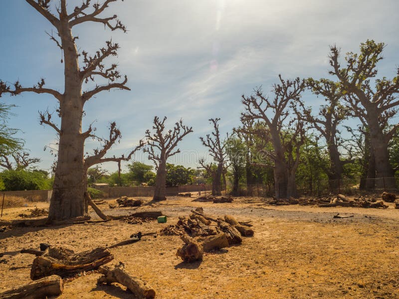 Tree of baobab stock photo. Image of road, dimness, dusk - 275846702