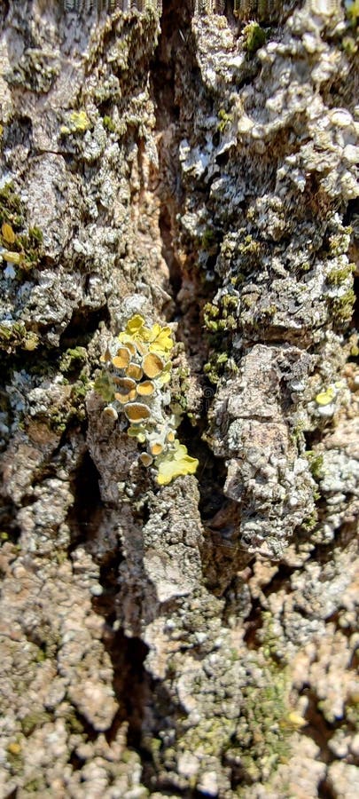 Tree barck in forest stock image. Image of plant, geology - 248058201
