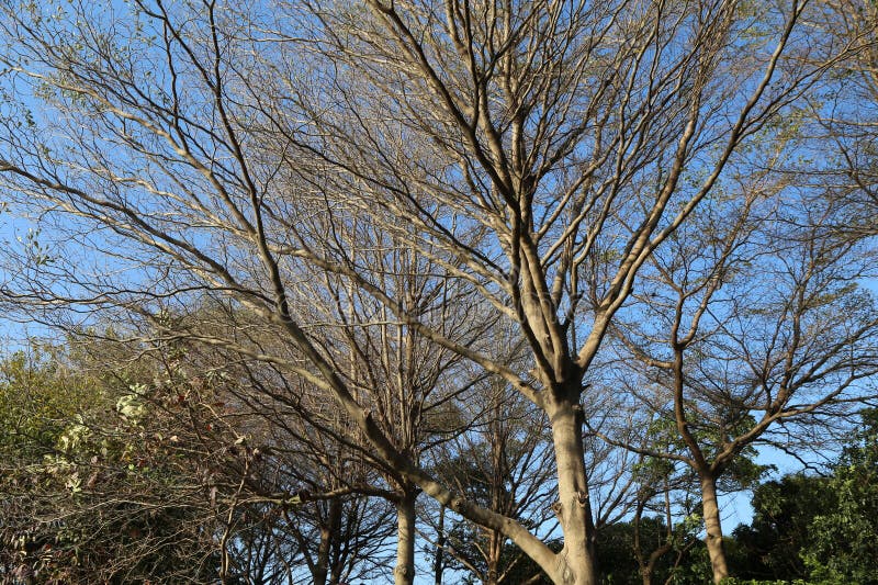 A Tree with Bare Branches and Leaves, and a Clear Blue Sky Stock Photo ...