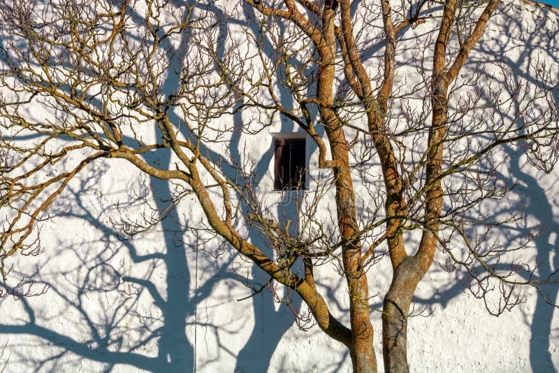 Tree with Bare Branches and Moss on the Trunk Casting Its Shadow on an ...