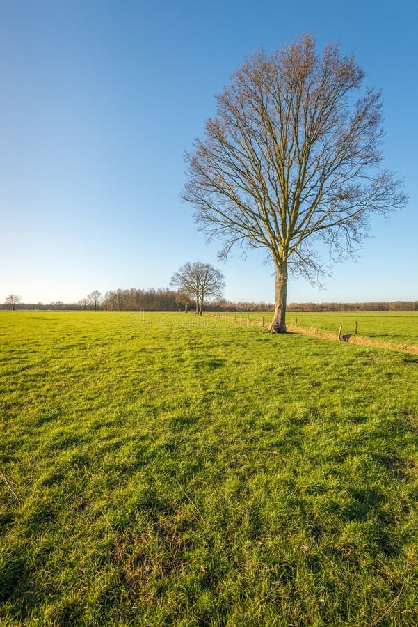 Tree with Bare Branches in a Rural Landscape Stock Image - Image of ...