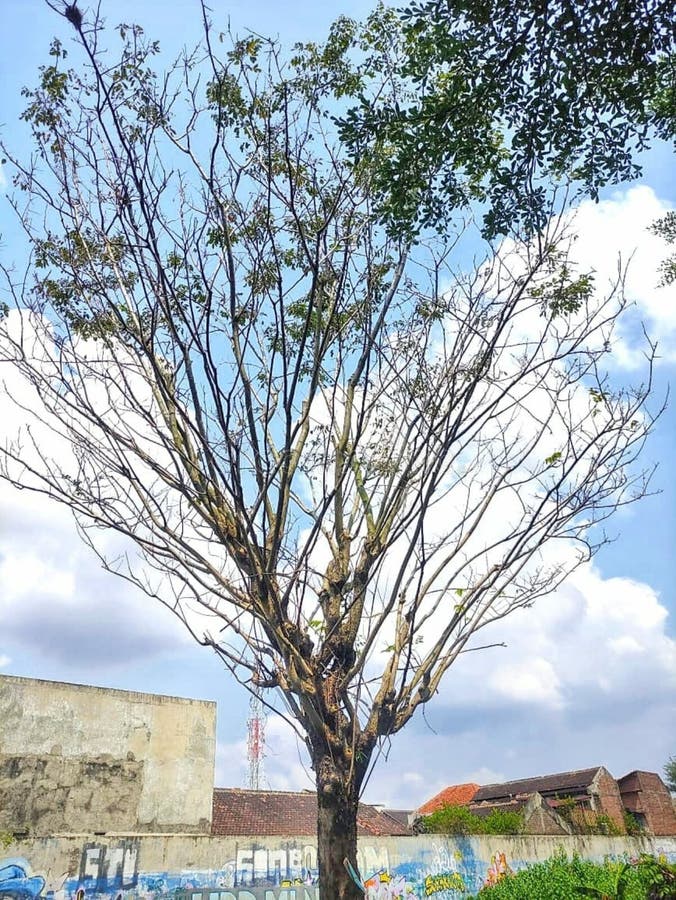 A Tree that is almost Bare because of Its Fallen Leaves Stock Photo ...