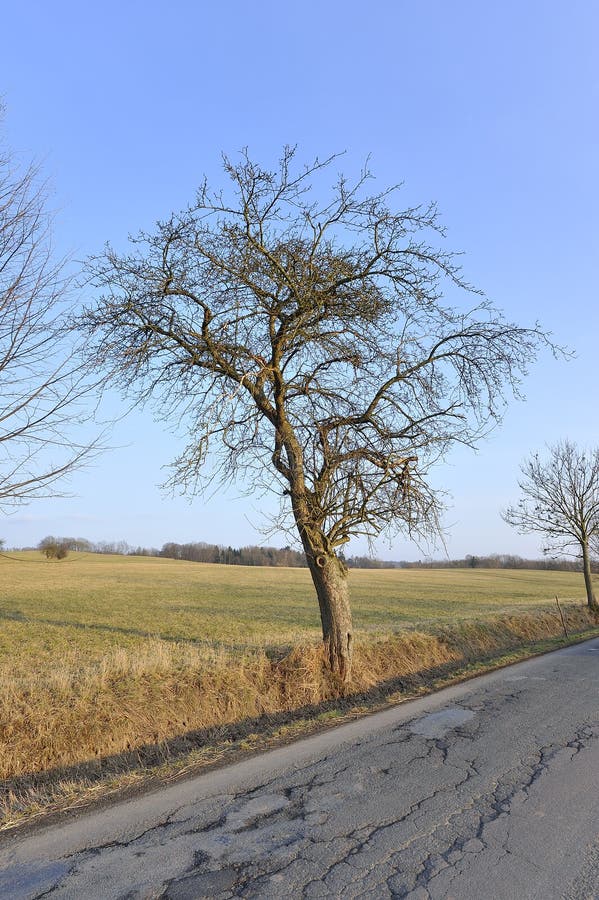 Bare Tree Near Road Picture. Image: 110248498