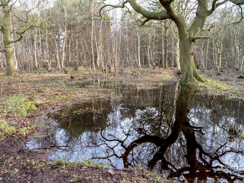 Bare Tree Reflected in a Puddle in a Wood Stock Image - Image of trunk ...