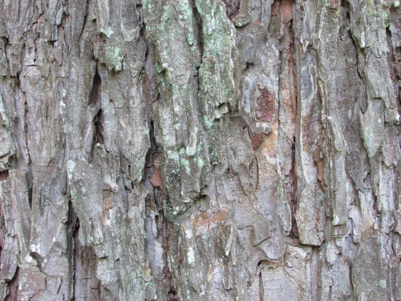 Tree bark grainy texture stock image. Image of bacround - 80880435