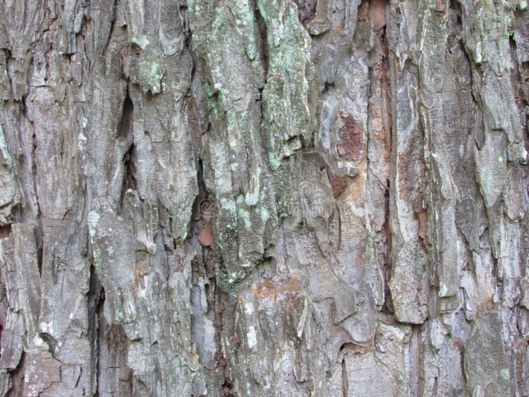 Tree bark grainy texture stock image. Image of bacround - 80880435