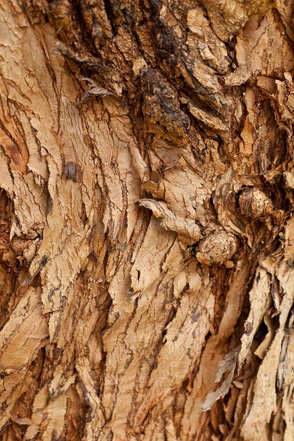 Tree bark stock image. Image of texture, closeup, bark - 10011599