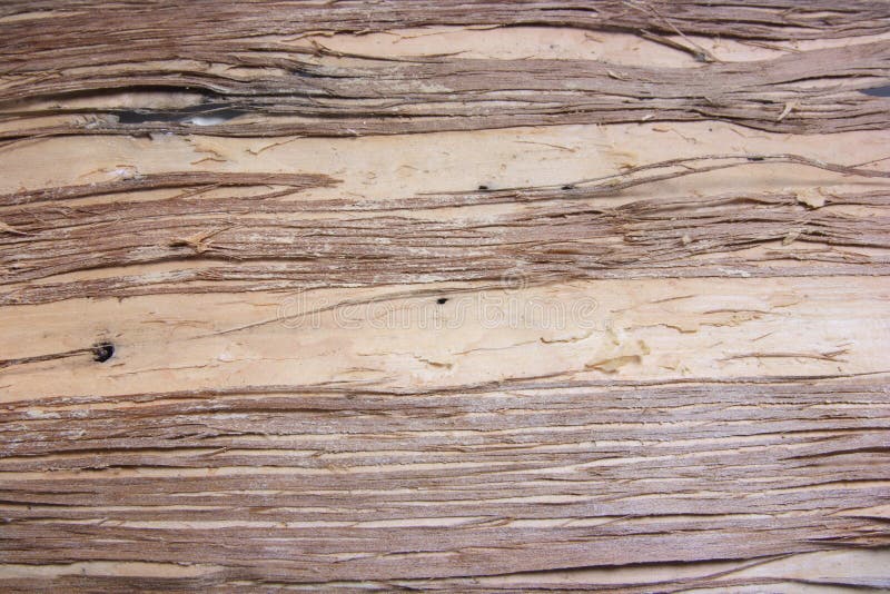 Tree Bark stock photo. Image of still, uneven, nature - 11053418