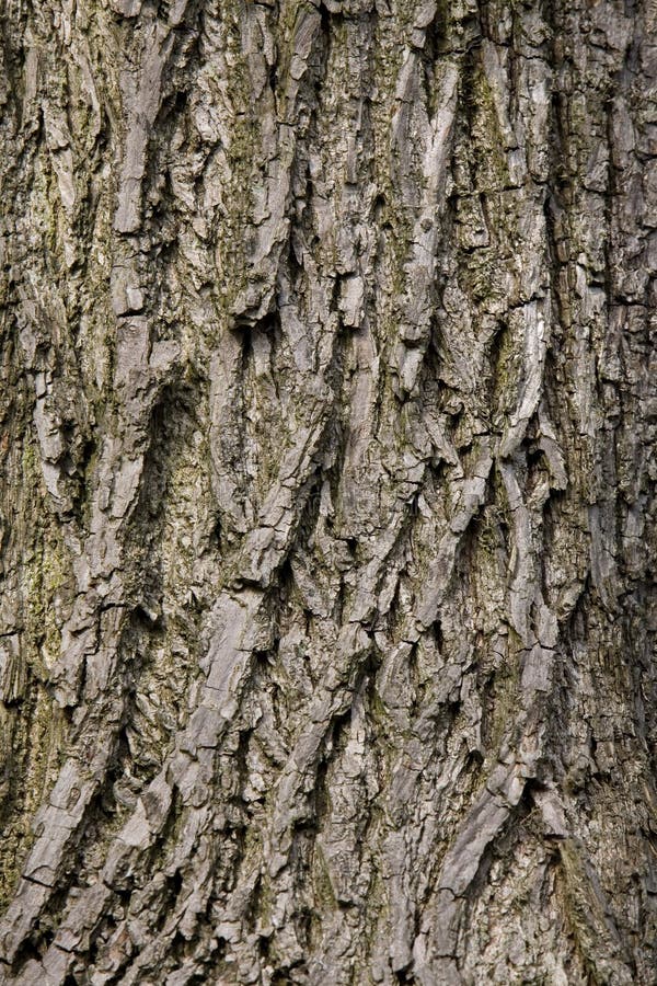 Ash tree bark texture stock image. Image of trees, flora - 18530535