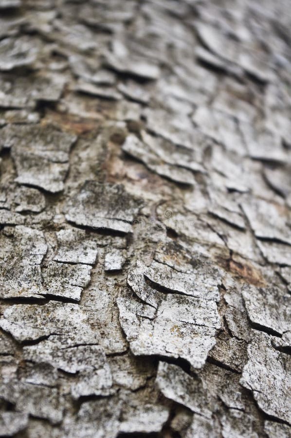Tree bark stock image. Image of natures, material, wood - 14279309
