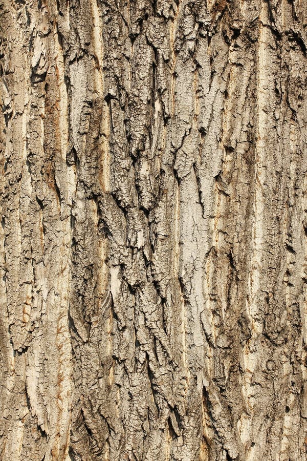 Tree bark stock image. Image of sheets, natural, generic - 18467799