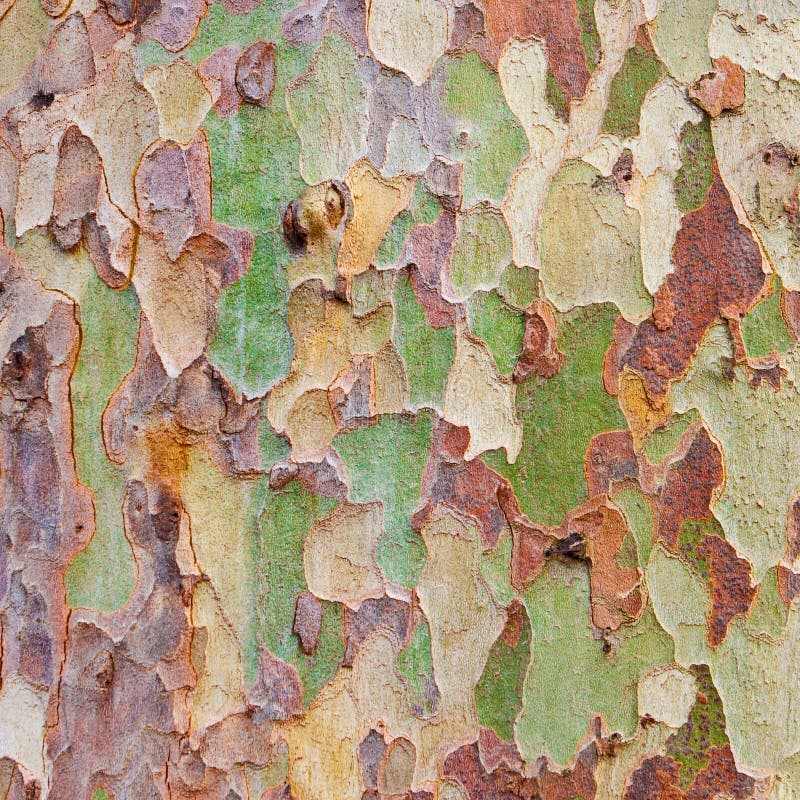 Palm Tree Bark Texture stock image. Image of pattern - 15311753 Palm Tree Bark Texture stock image. Image of pattern - 15311753