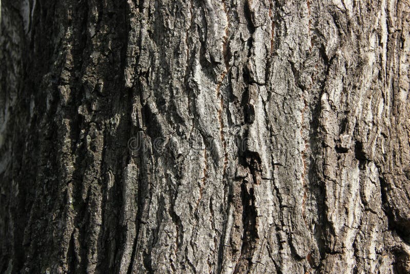 Tree Bark Picture. Image: 21050954